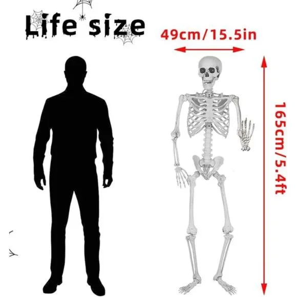 Hzsb 5.4ft Halloween Skeleton -Life Size Full Body Realistic Human ...